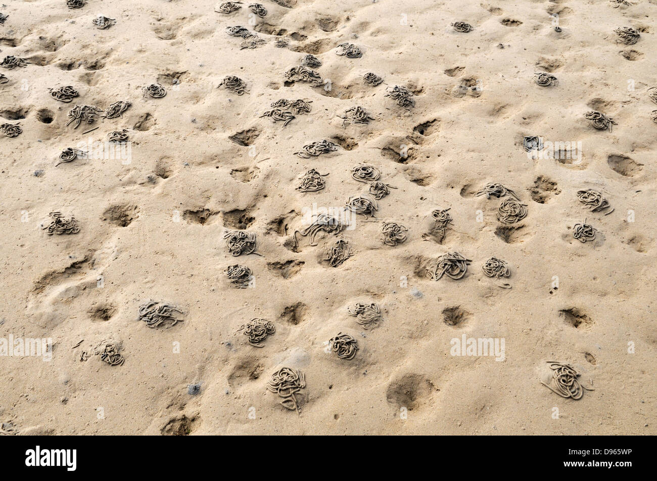 Lugworm casts Arenica marina on Cymyran Estuary Anglesey Wales Cymru UK ...