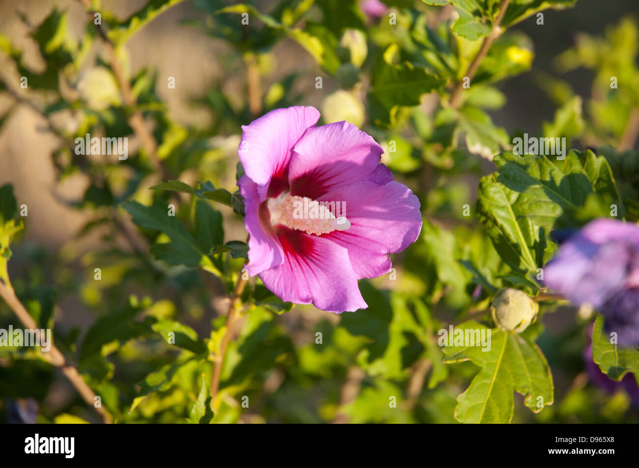 Floweer on branch. nature concept Stock Photo - Alamy