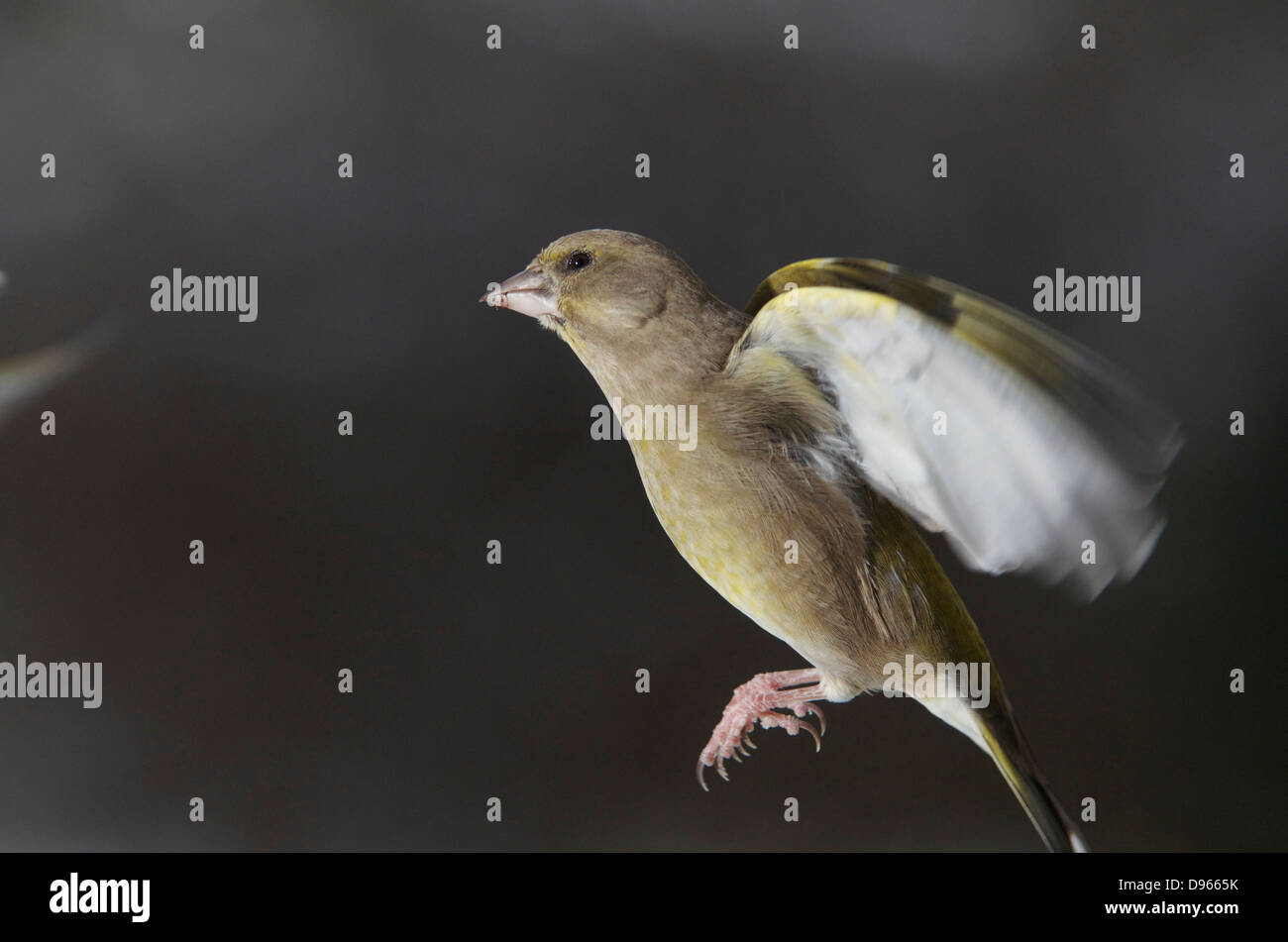 greenfinch in flight Stock Photo - Alamy