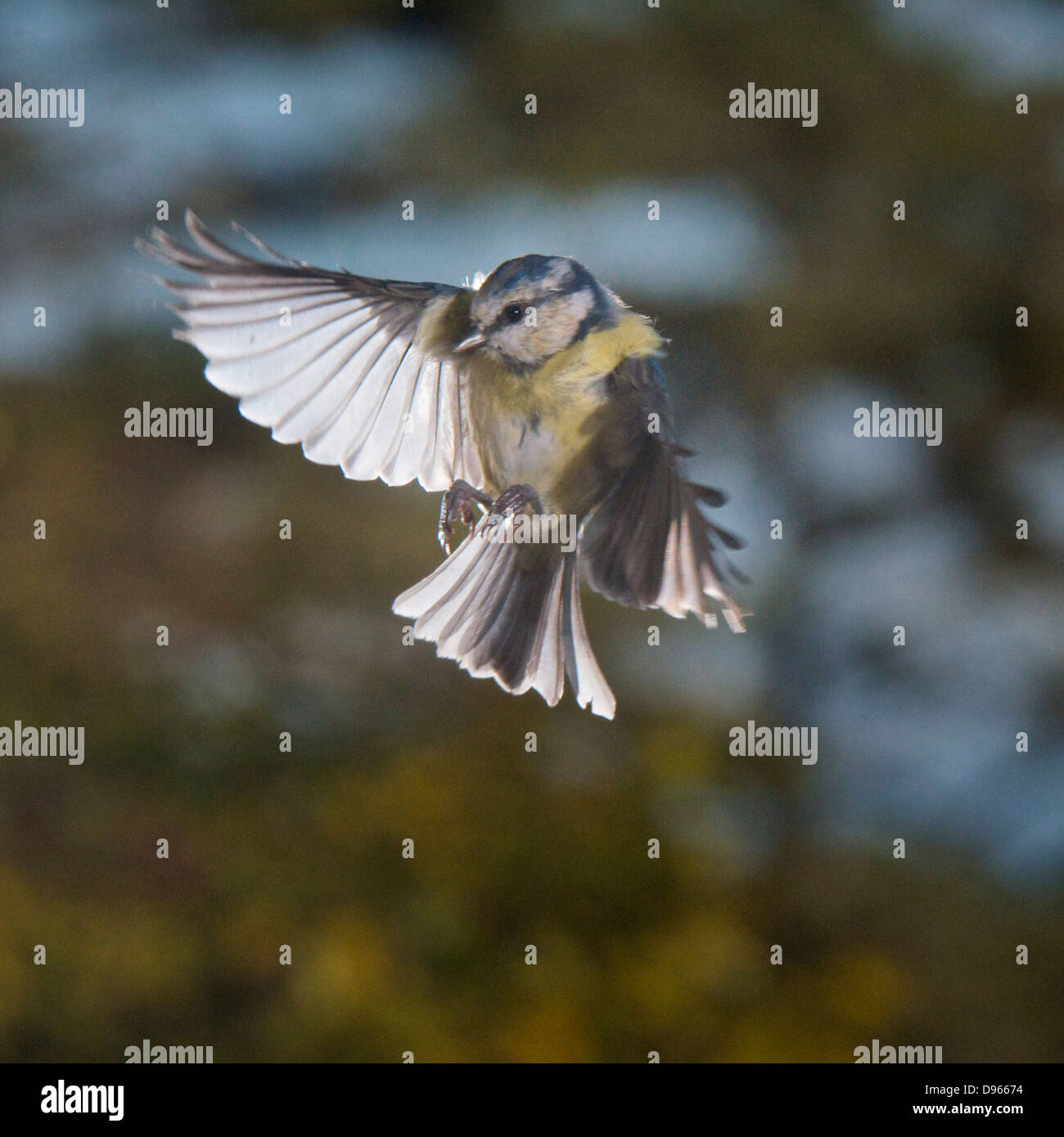 Blue tit in flight Stock Photo - Alamy