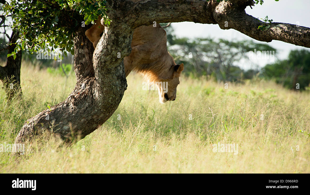 Lion down tree hi-res stock photography and images - Alamy