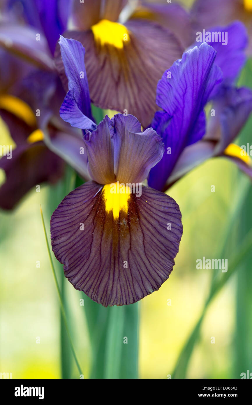 Iris hollandica tigereye hi-res stock photography and images - Alamy
