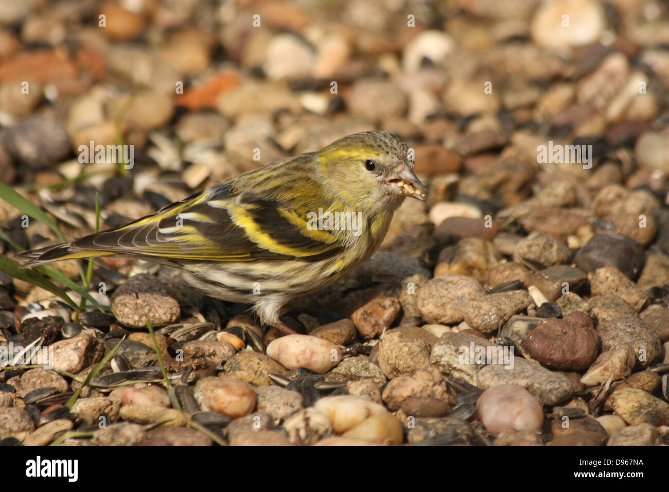 Ground feeding bird hi-res stock photography and images - Alamy
