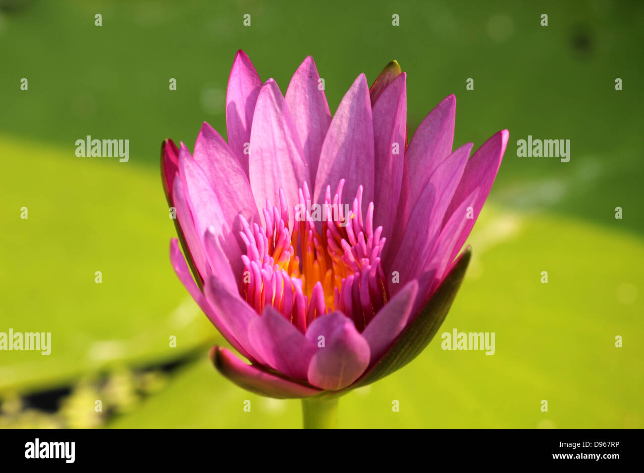 Gorgeous lotus blossom hi-res stock photography and images - Alamy