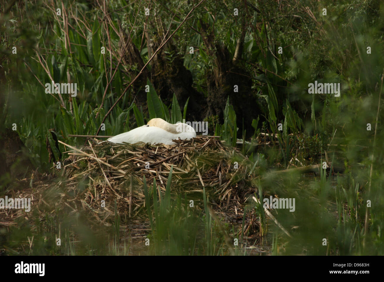 Swan (cygnus olor) sleeping on its nest Stock Photo - Alamy