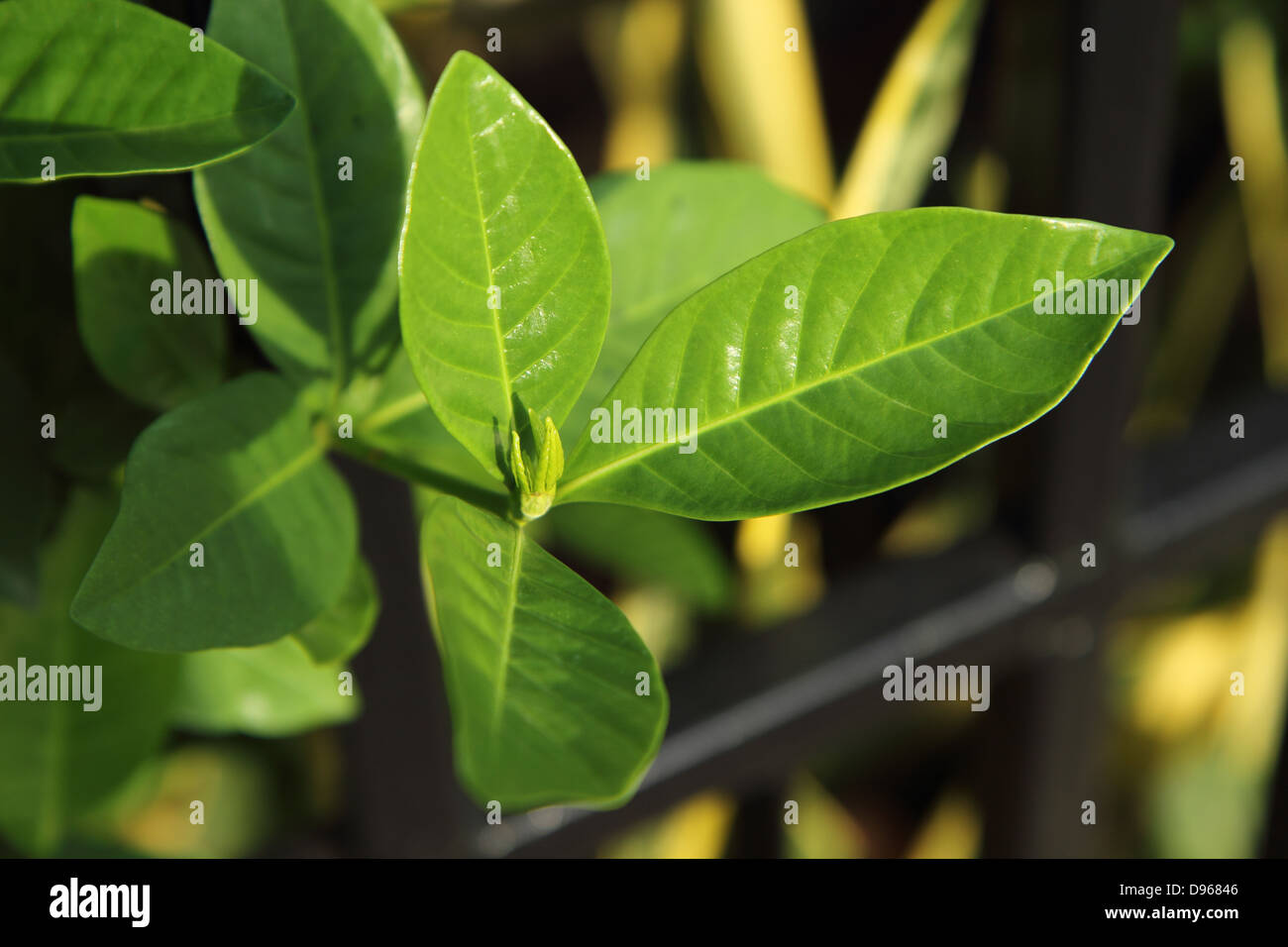 Green Spring leaves Stock Photo - Alamy