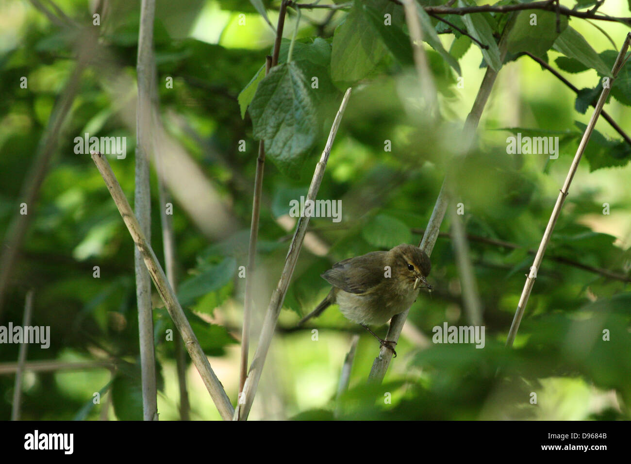 Collecting insects hi-res stock photography and images - Alamy