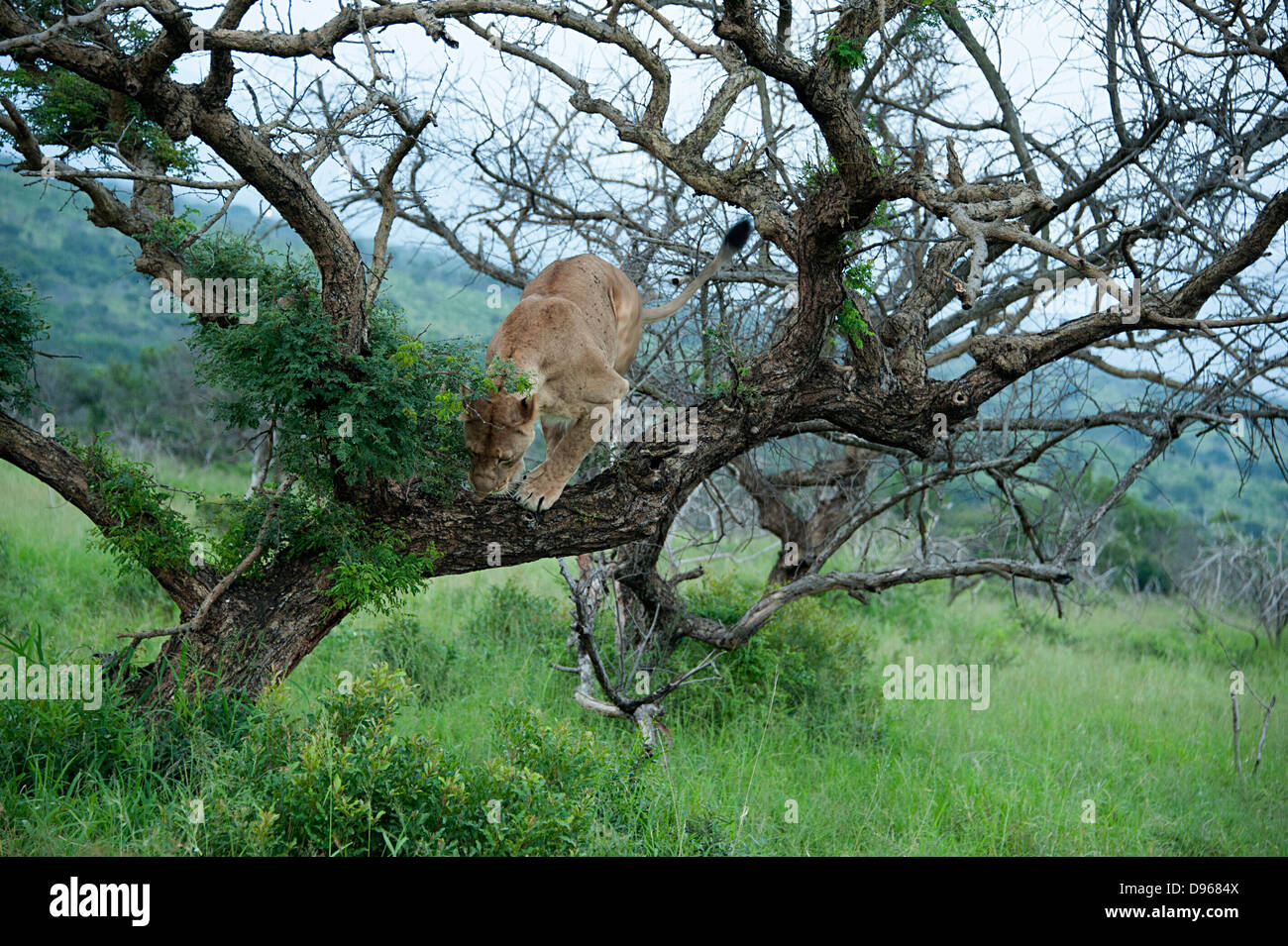 Lion climb hi-res stock photography and images - Alamy