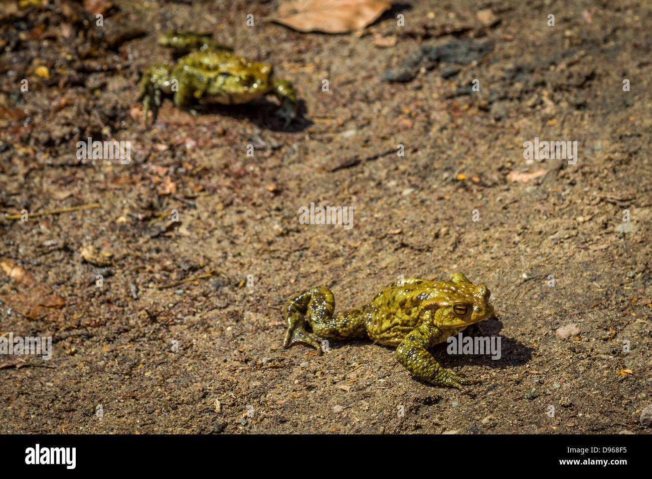 Many toads hi-res stock photography and images - Alamy