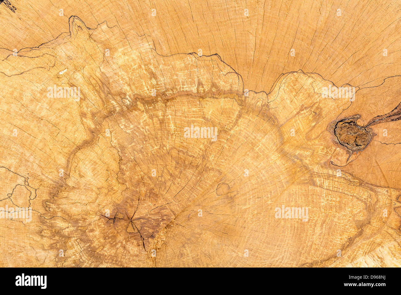 Log of wood texture Stock Photo - Alamy