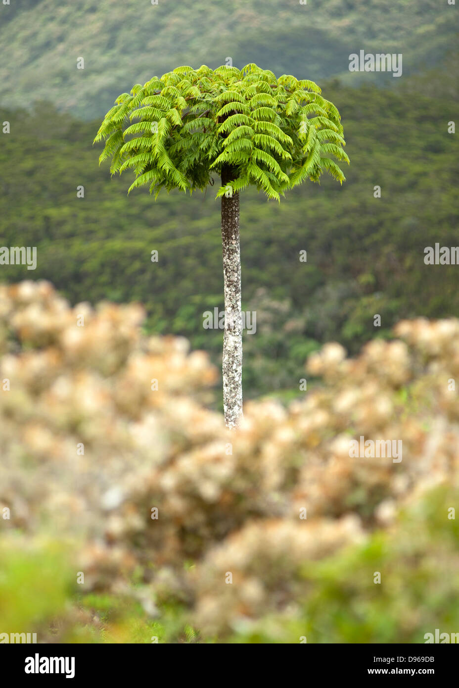 Tree growing in the Cirque de Mafate caldera on the French island of ...