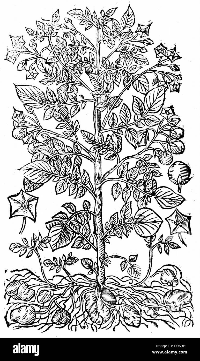 Potato underground Black and White Stock Photos & Images - Alamy