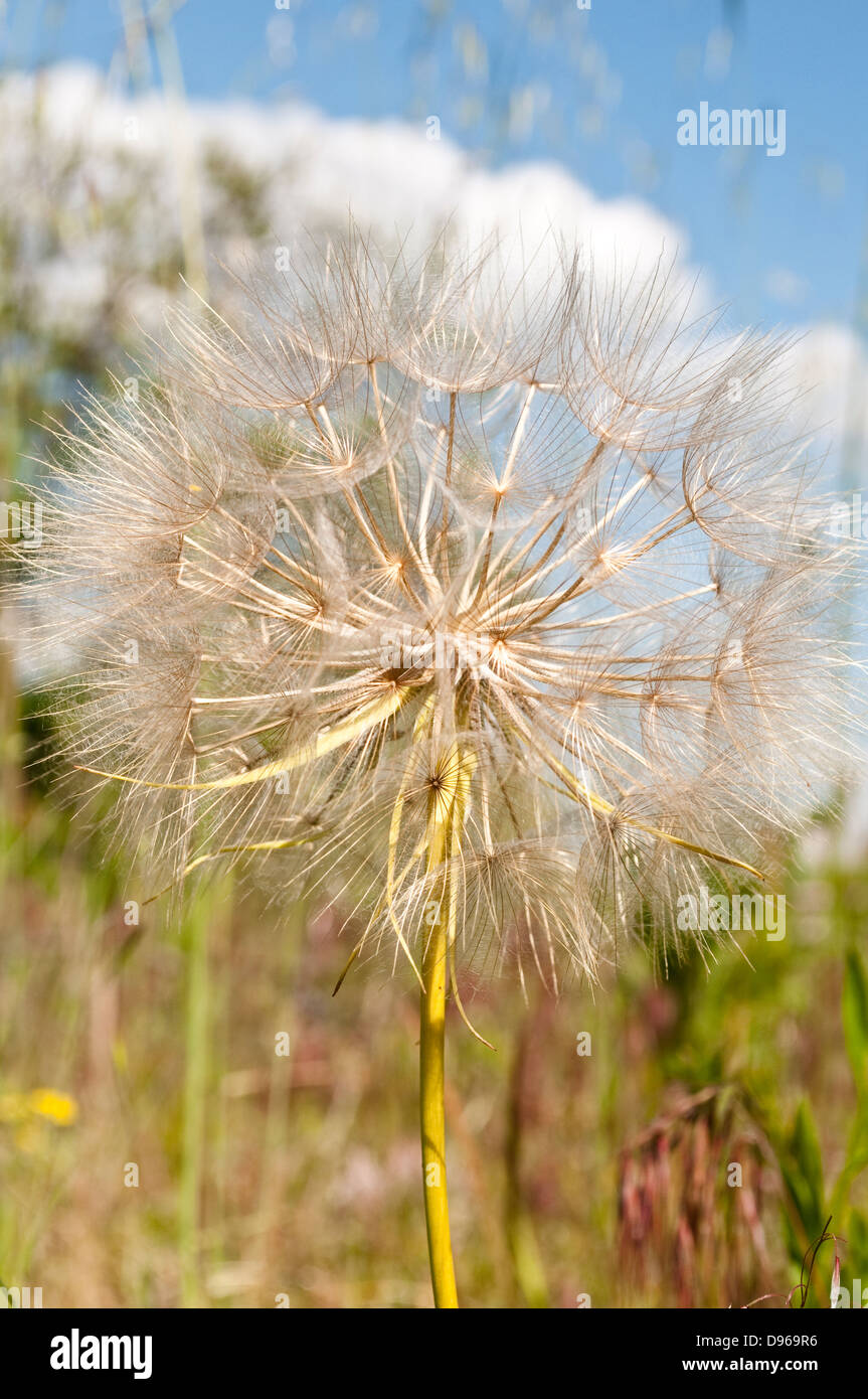 Dandelion clock hi-res stock photography and images - Alamy