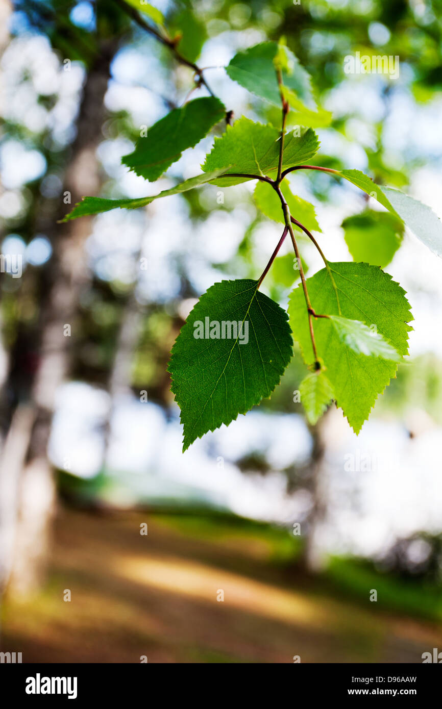 Sunny summer leaf hi-res stock photography and images - Alamy