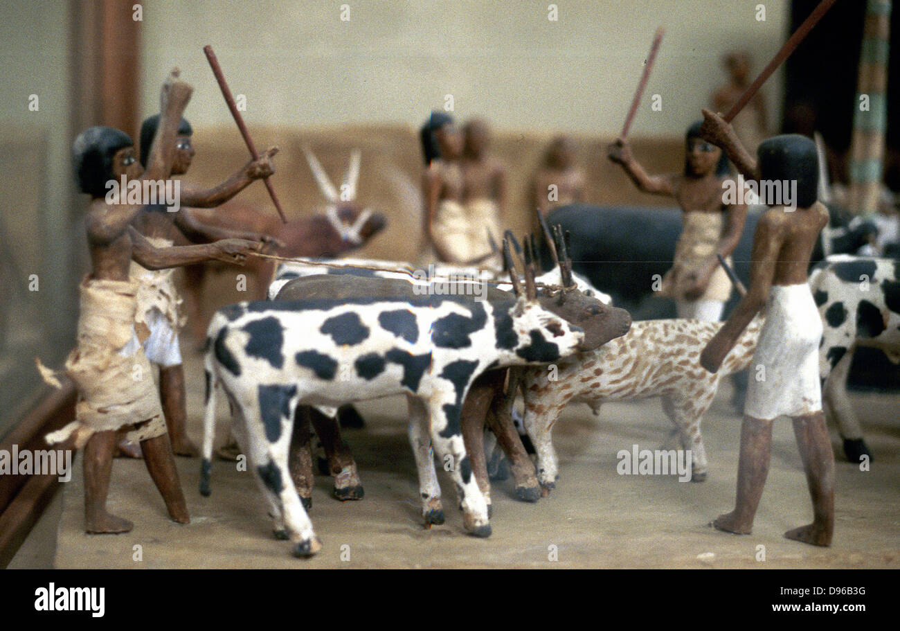 Herding cattle. Ancient Egyptian tomb model. Cairo Museum, Egypt Stock ...