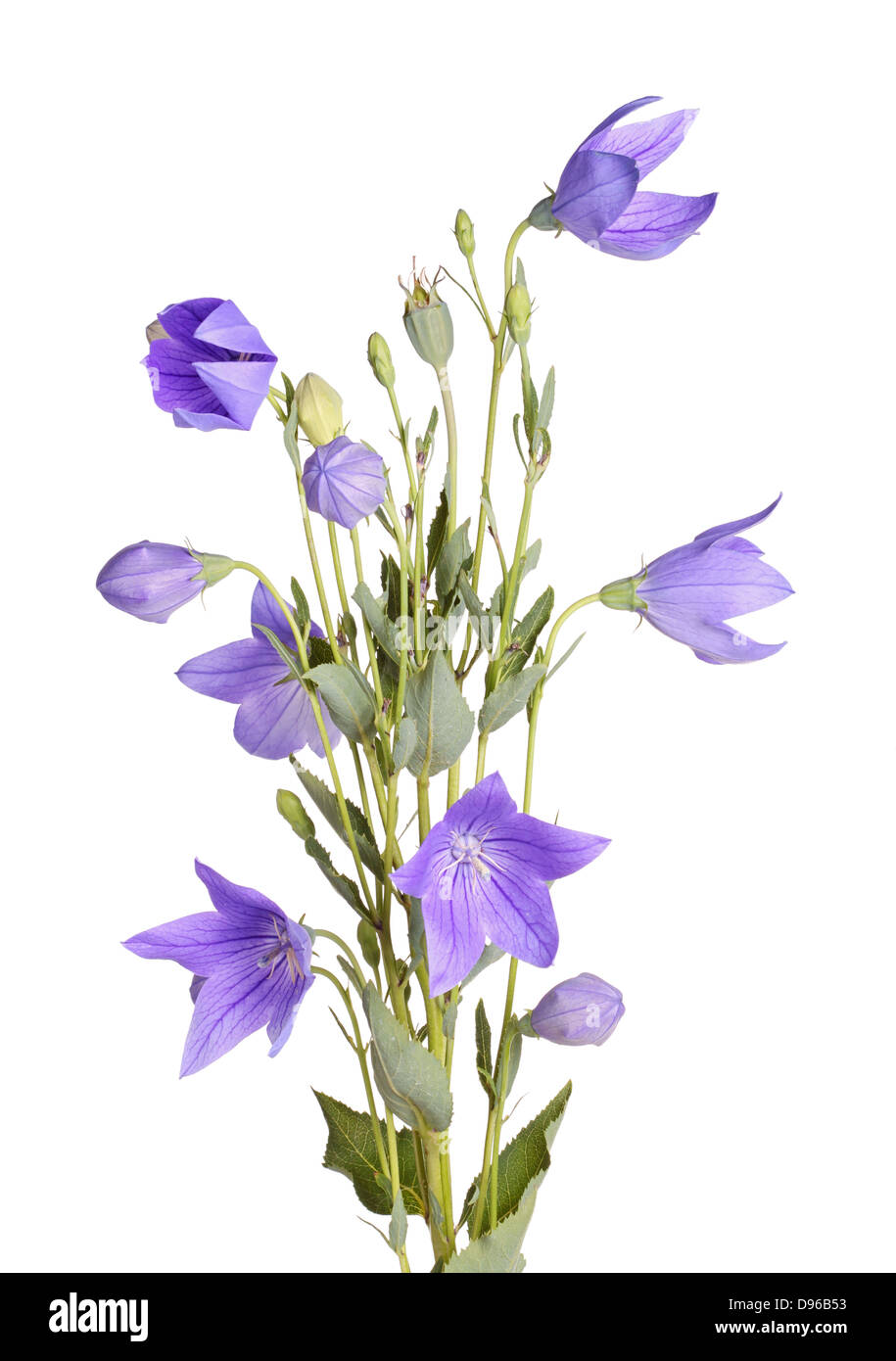 Balloon flower hi-res stock photography and images - Alamy
