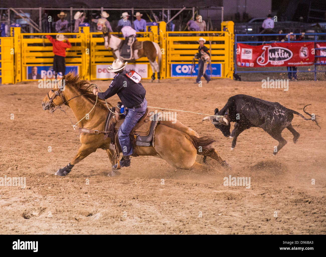 Cowboy Participant in a Calf roping Competition at the Helldorado Days ...