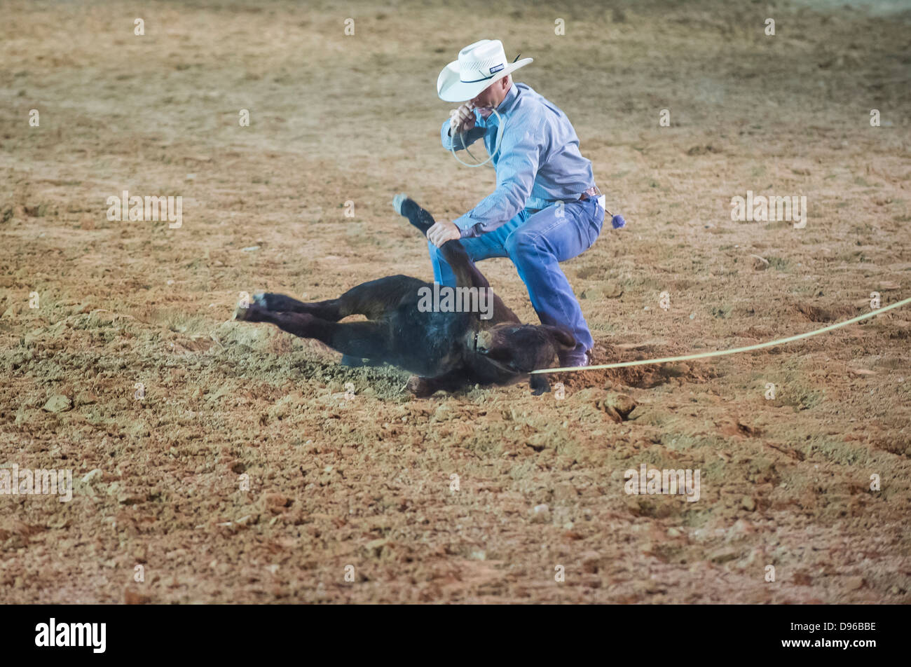 Cowboy Participant in a Calf roping Competition at the Helldorado Days ...