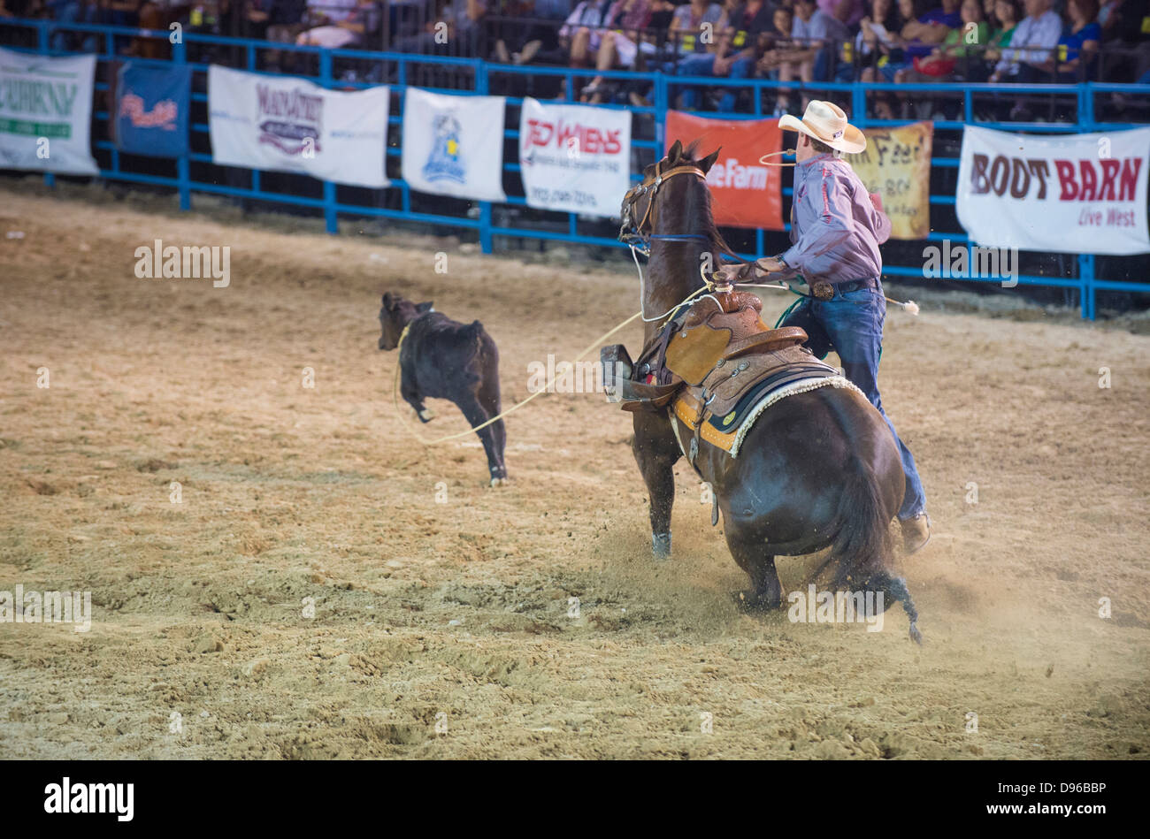 Cowboy Participant in a Calf roping Competition at the Helldorado Days ...