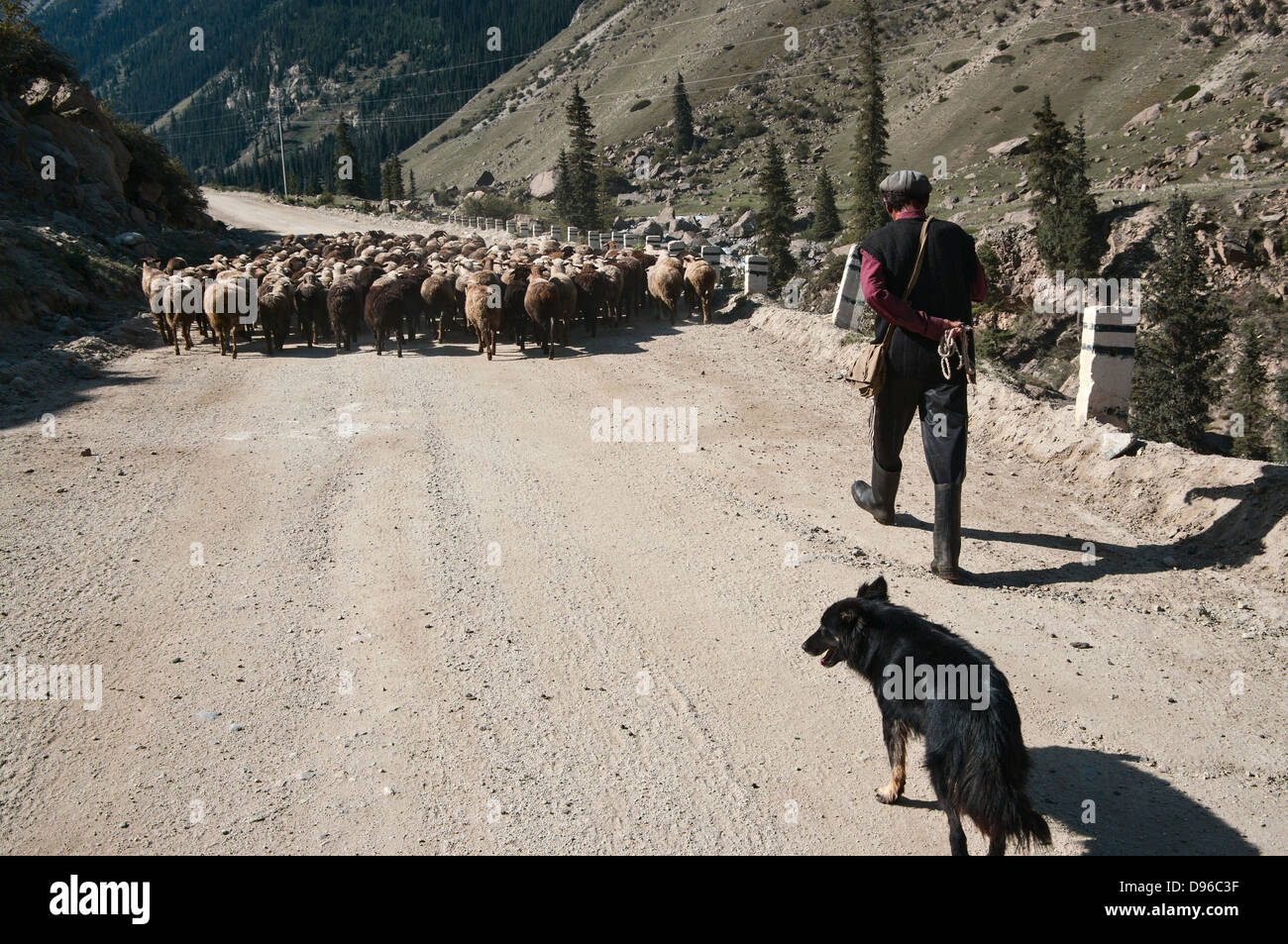 herdsman the flock of sheep Stock Photo - Alamy