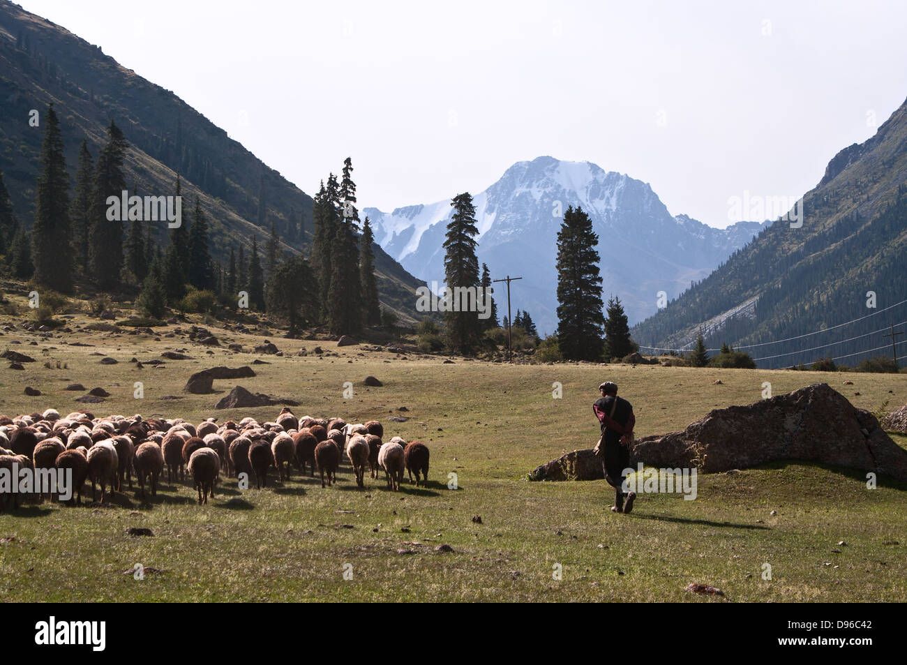 herdsman the flock of sheep Stock Photo - Alamy