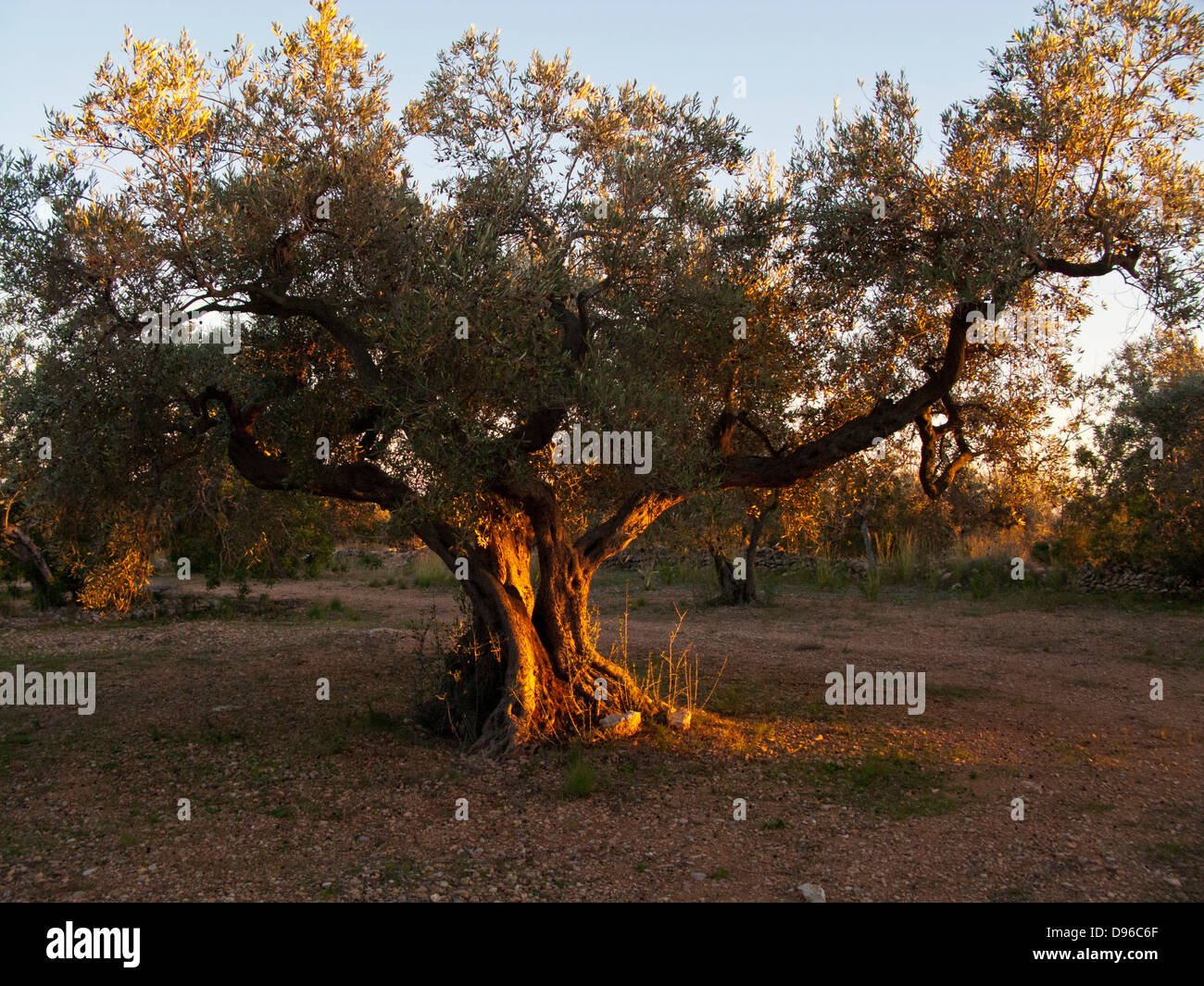 Olive tree. Tarragona province.Catalonia.Spain Stock Photo - Alamy