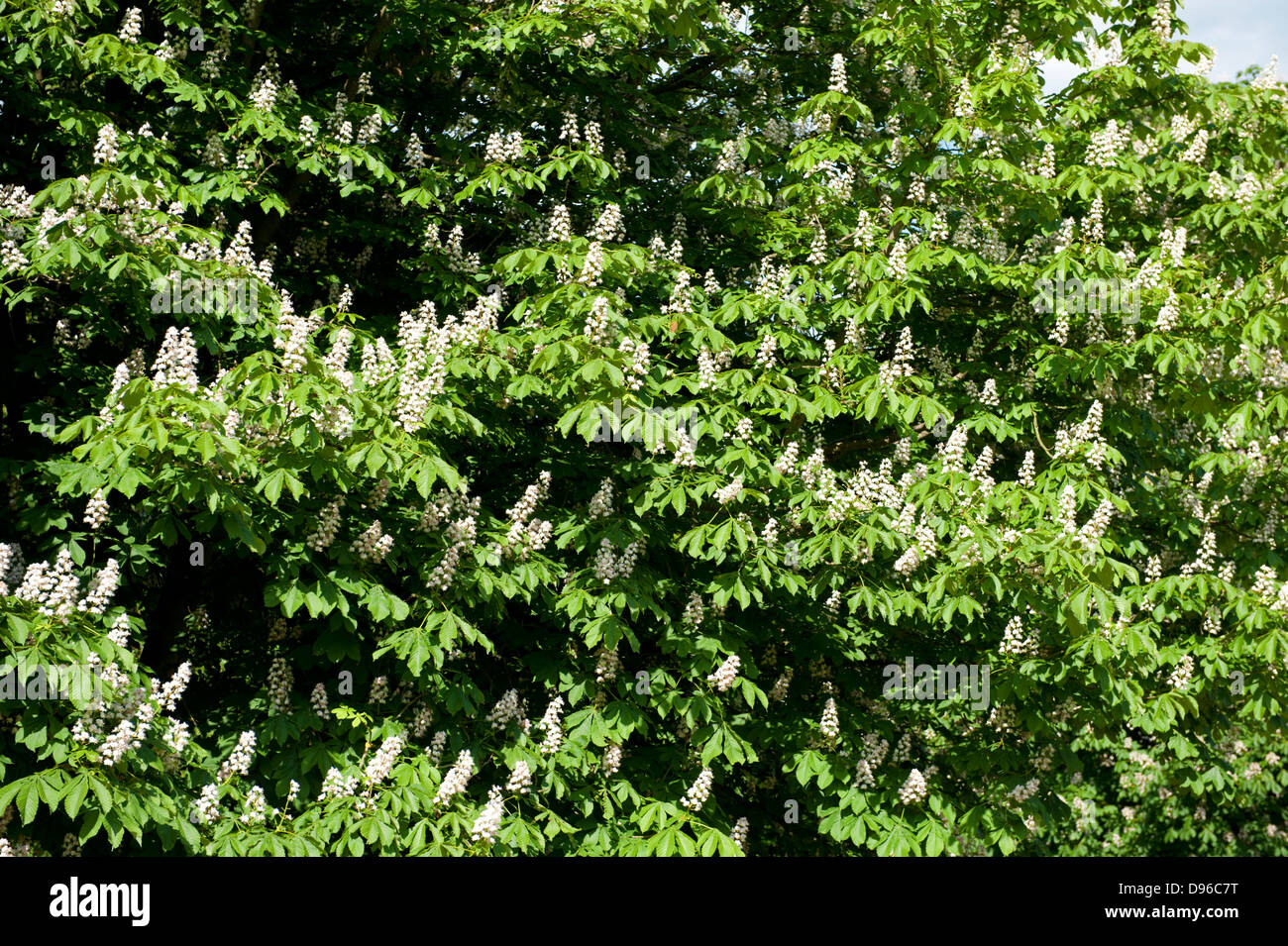 Flowers on the Horse-Chestnut Tree, also known as a conker tree or ...