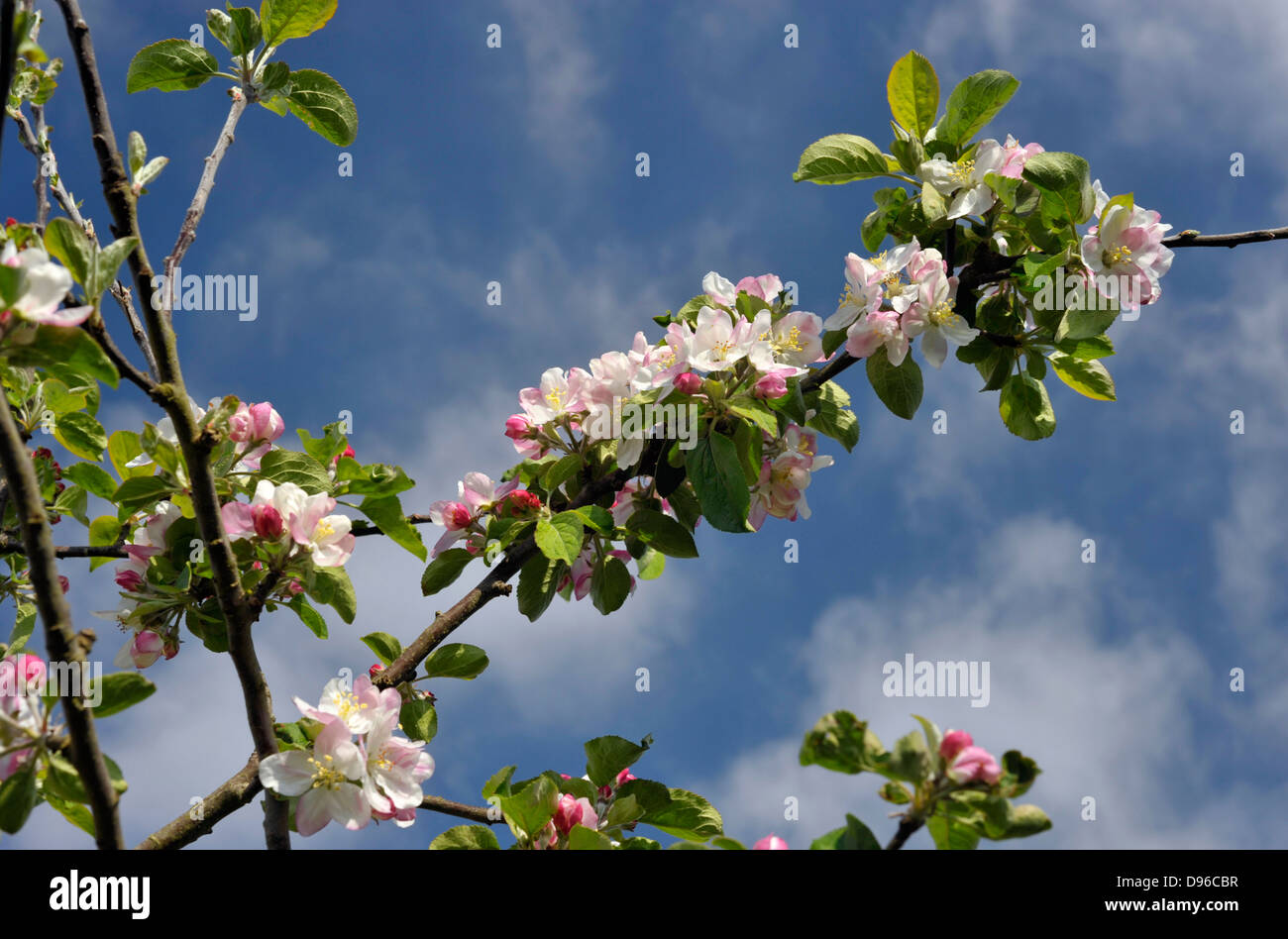 Cider apple blossom hi-res stock photography and images - Alamy