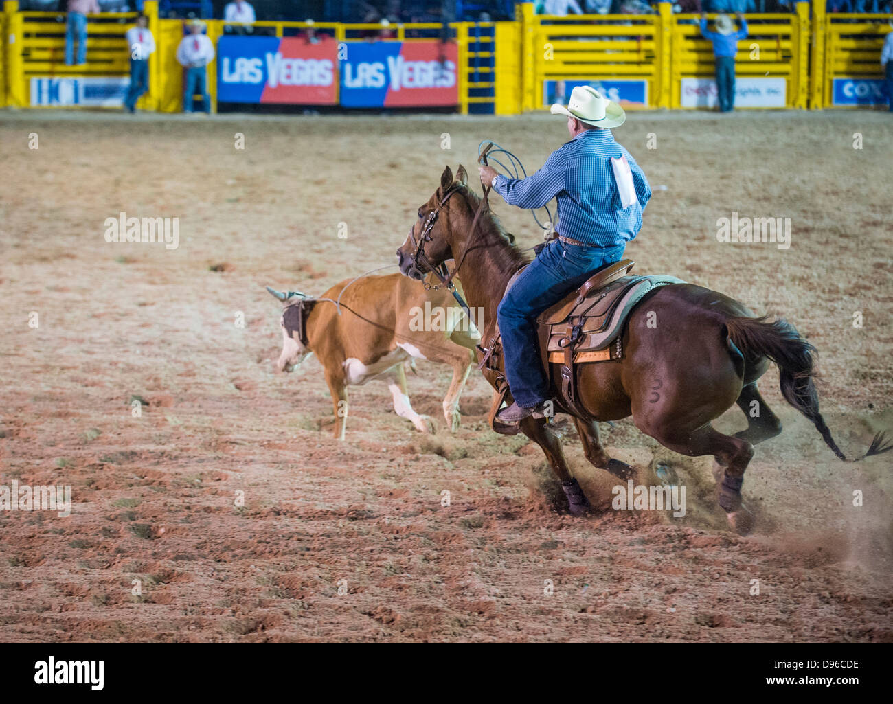 Cowboy Participant in a Calf roping Competition at the Helldorado Days ...