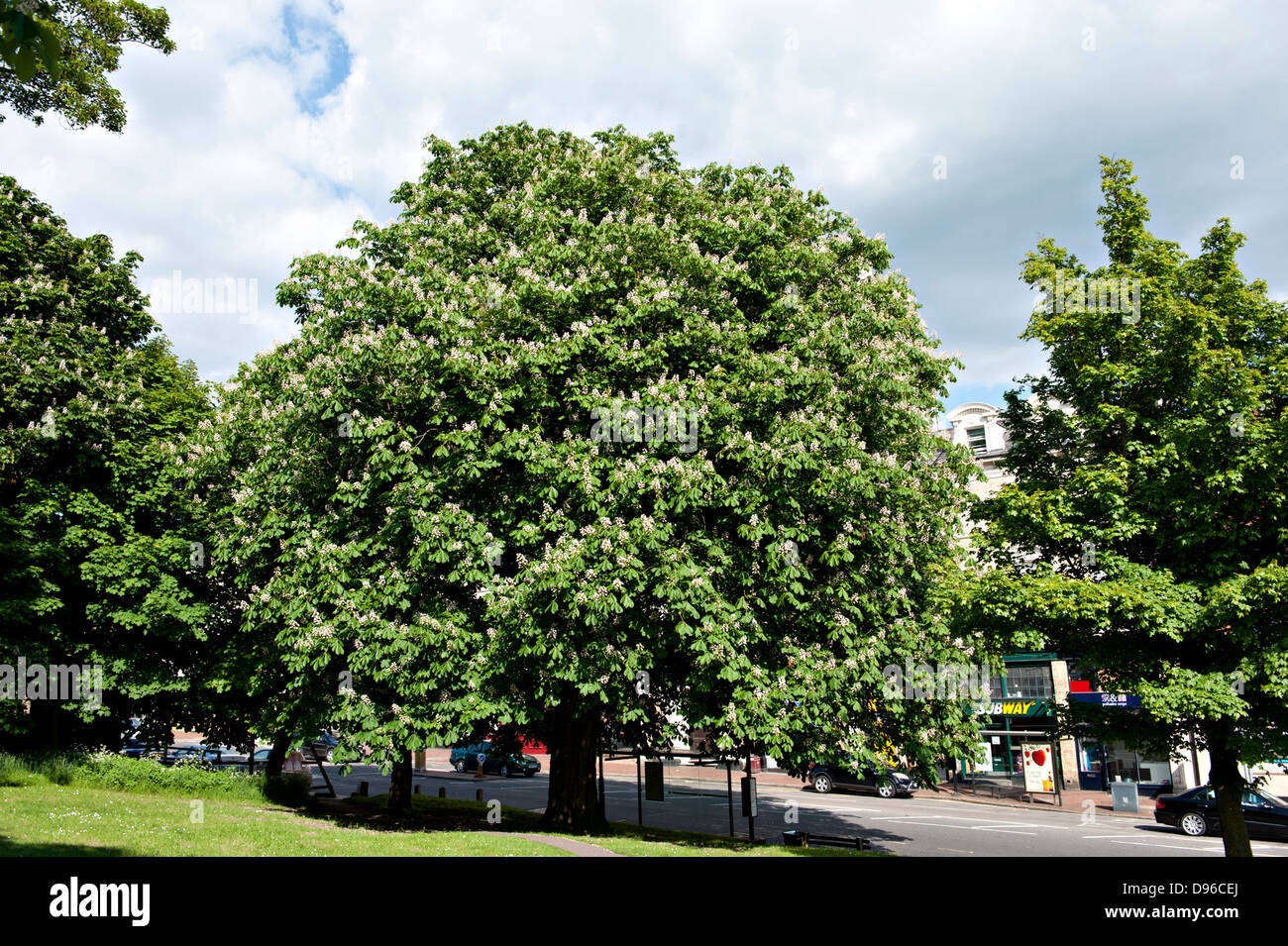 Conker tree hi-res stock photography and images - Alamy