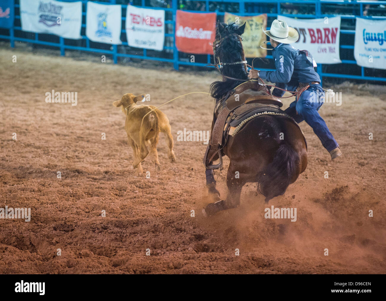 Horse calf rope hi-res stock photography and images - Alamy