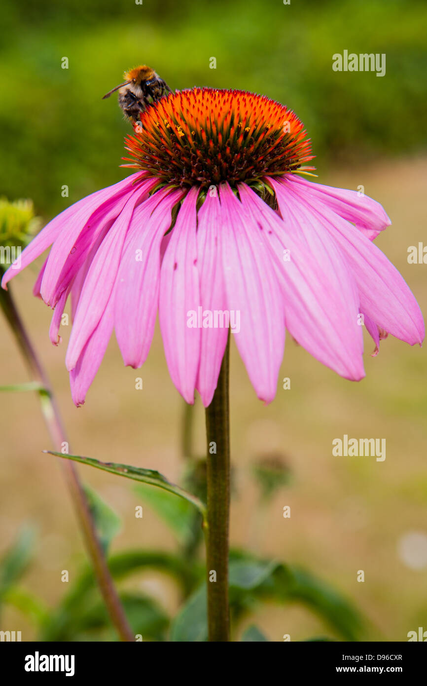 Single Echinacea Purpurea (Purple coneflower) standing in a field Stock ...