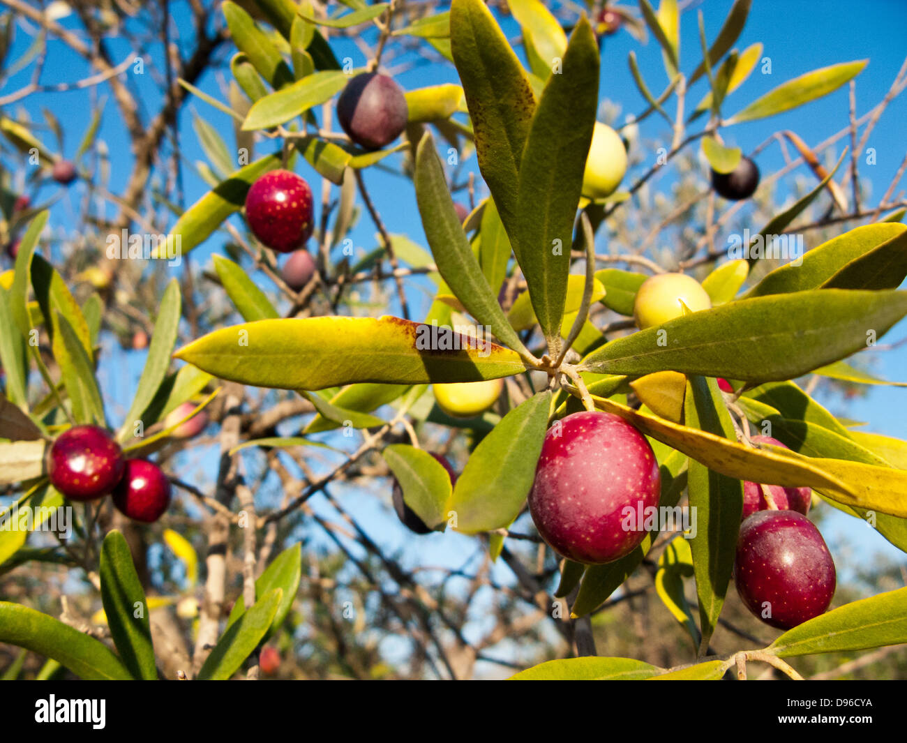 Olive tree plantation hi-res stock photography and images - Alamy