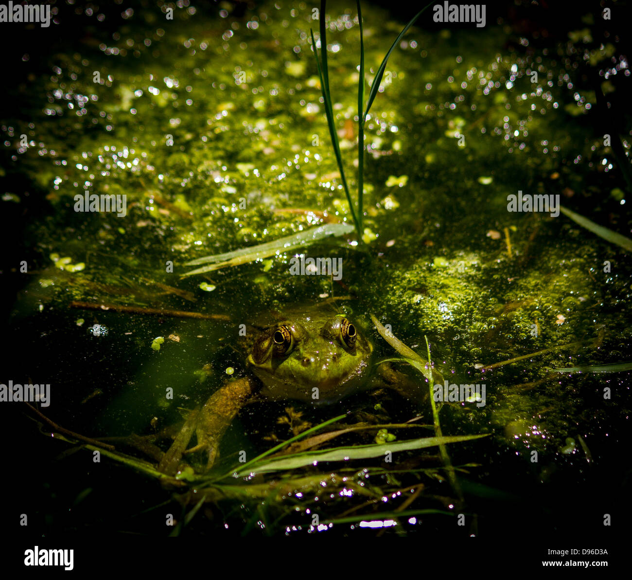 Frog mold hi-res stock photography and images - Alamy
