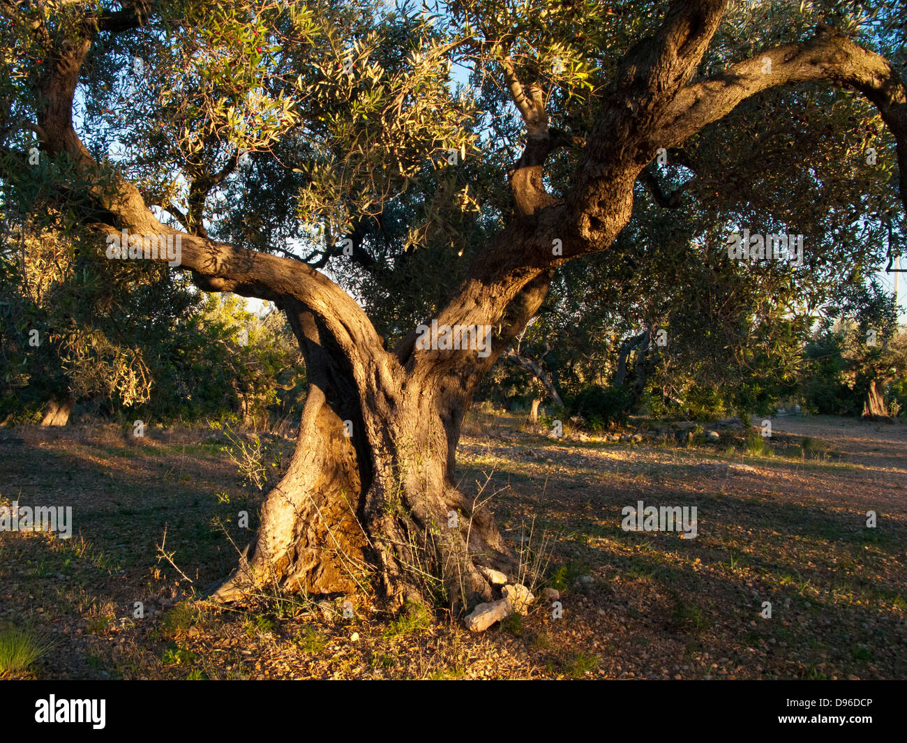 Olive tree. Tarragona province.Catalonia.Spain Stock Photo - Alamy