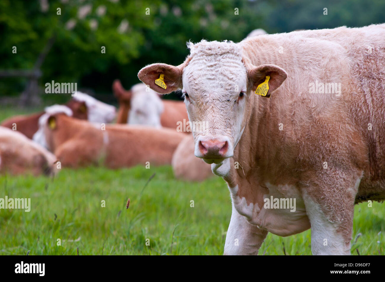 Cow cattle bullocks in field Simmental Stock Photo - Alamy