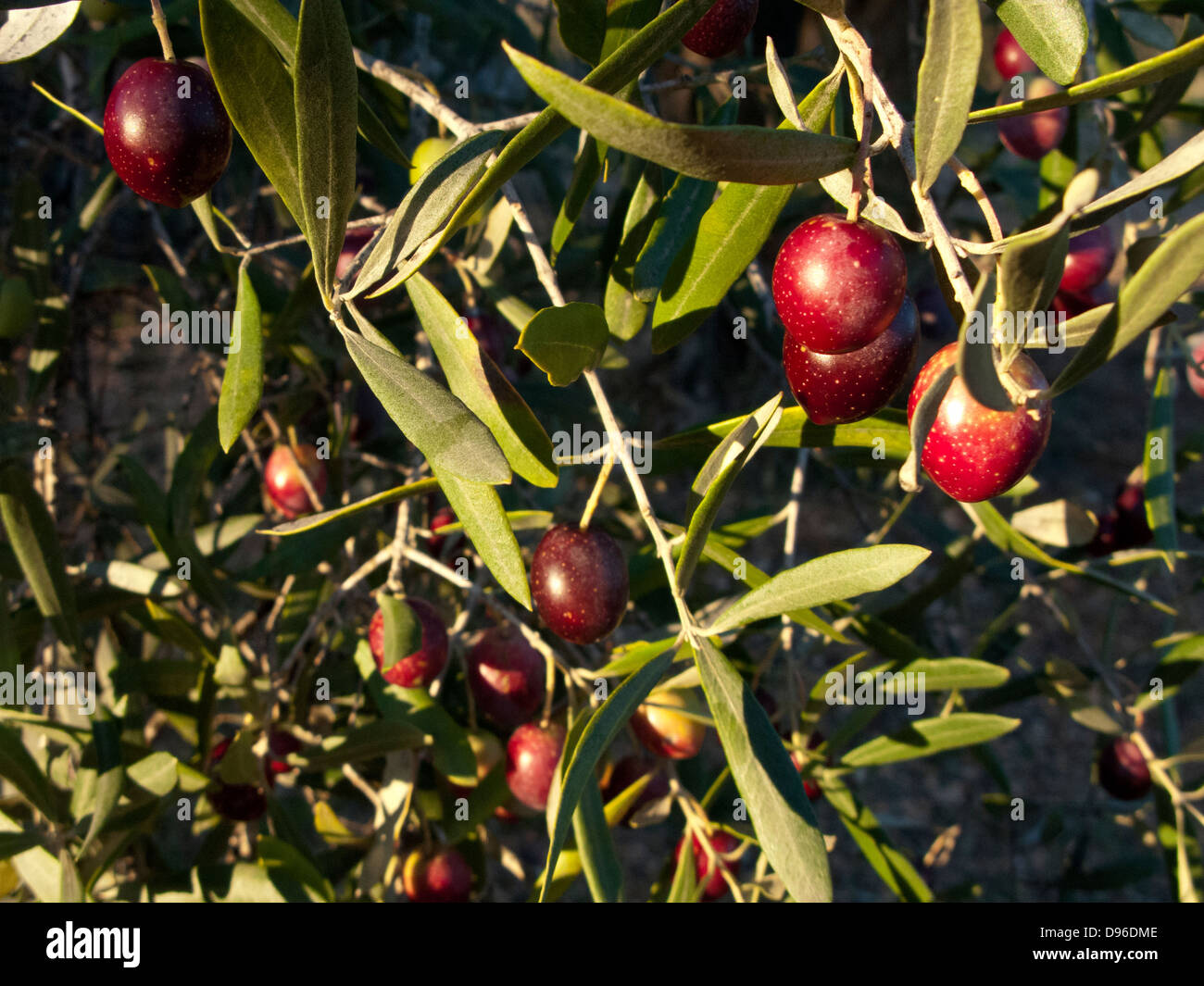 Olive tree plantation hi-res stock photography and images - Alamy