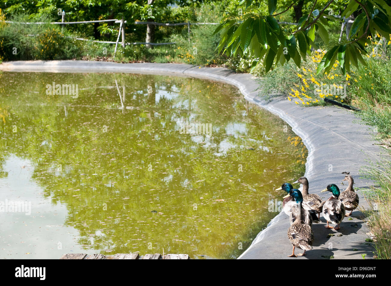Mallard ducks, France Stock Photo - Alamy