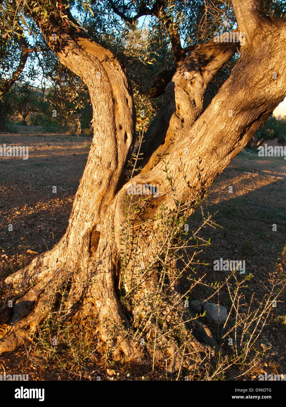 Olive tree. Tarragona province.Catalonia.Spain Stock Photo - Alamy