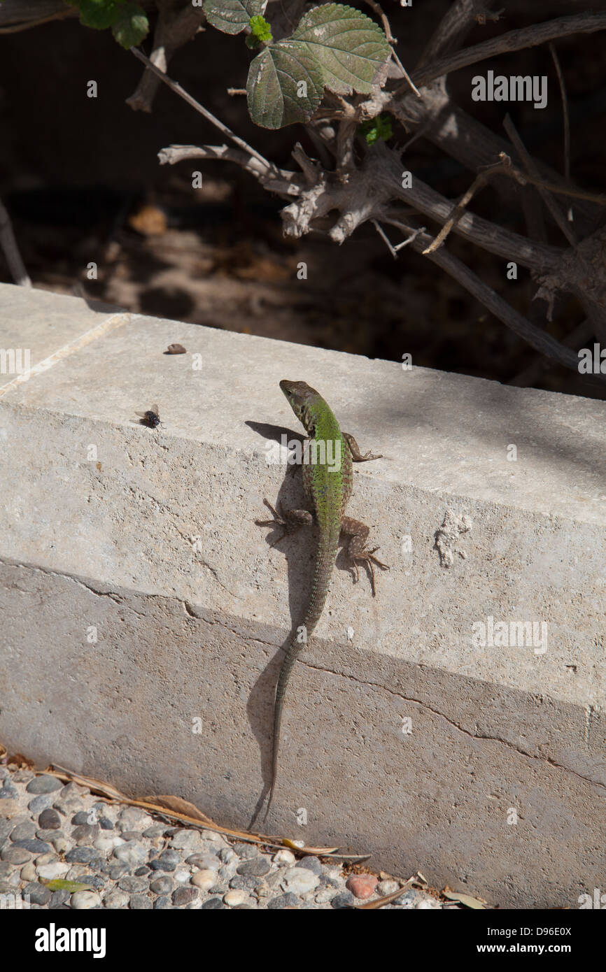 Maltese Wall Lizard, Malta Stock Photo - Alamy