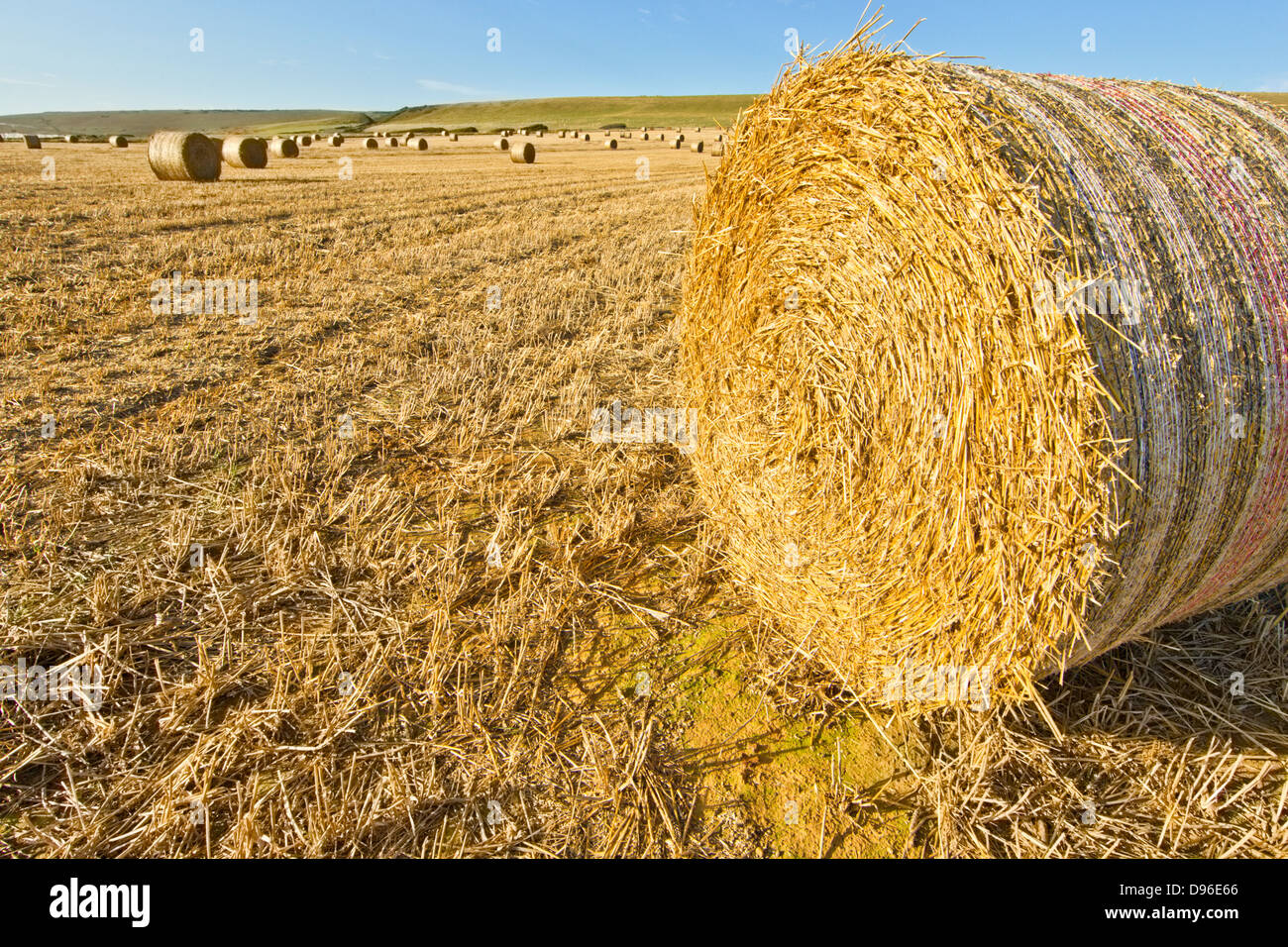 Round hay bales Stock Photo - Alamy