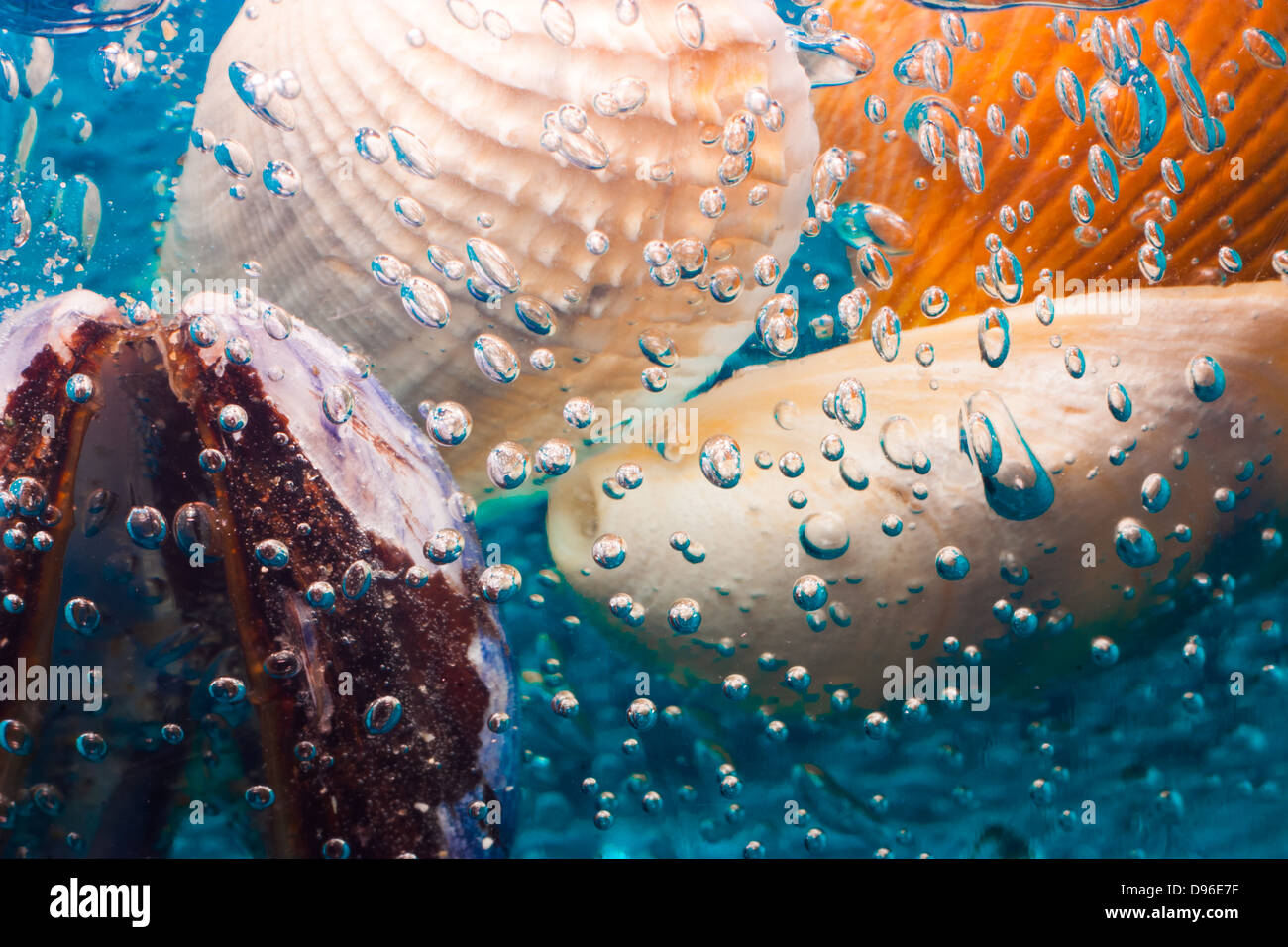 Seashells in water Stock Photo - Alamy