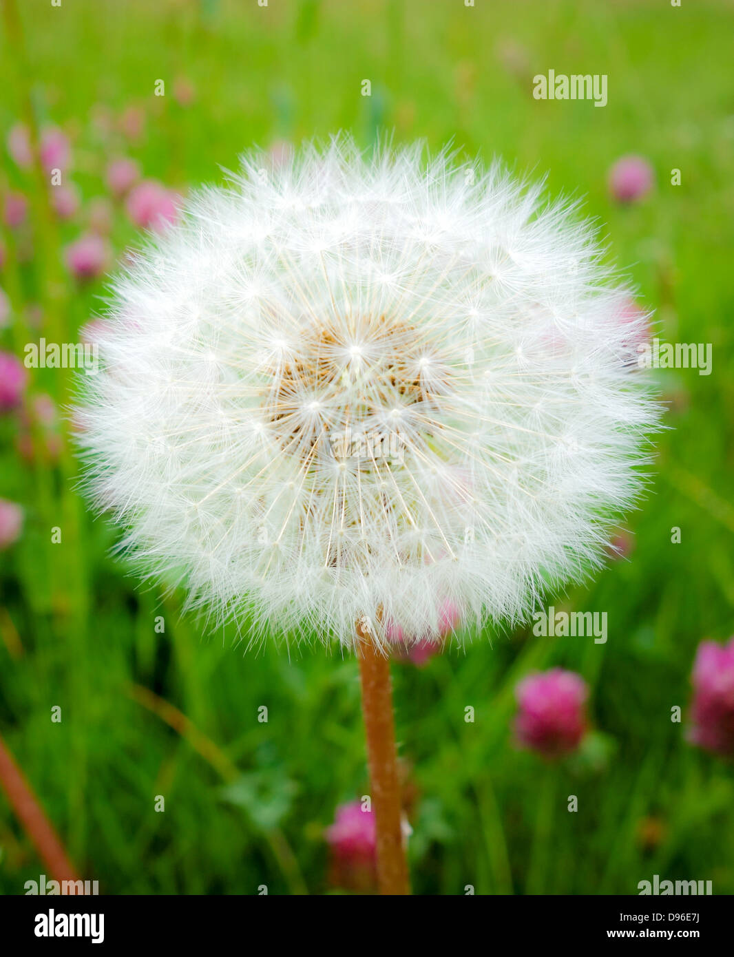 Dandelion clock hi-res stock photography and images - Alamy
