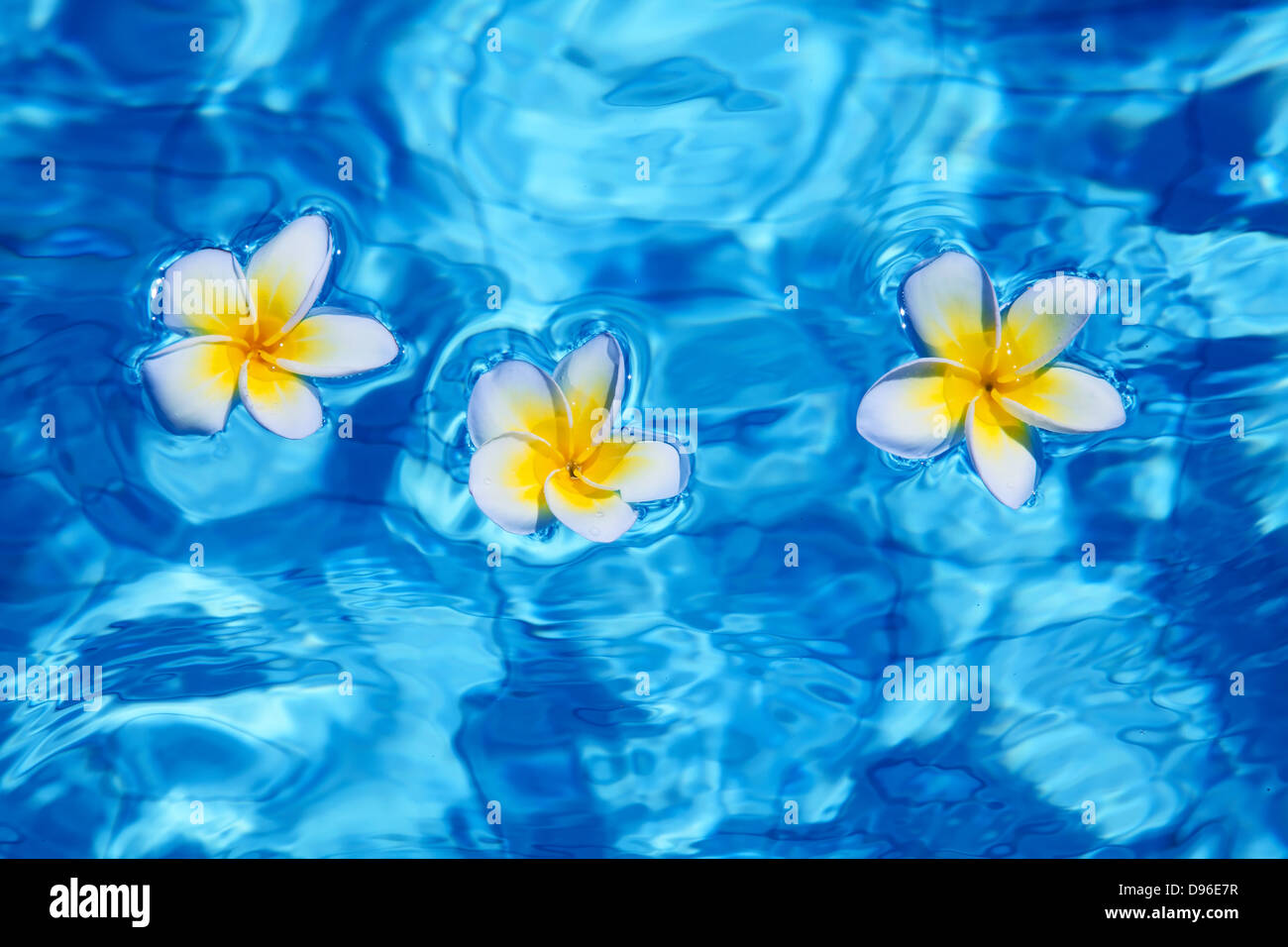Tropical frangipani flower floating in blue water Stock Photo - Alamy