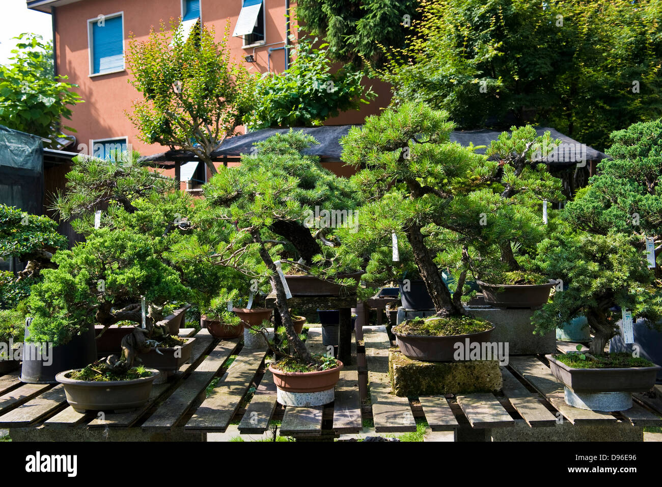 Italy, Milan, Alberto Bergamini bonsai nurseryman Stock Photo - Alamy