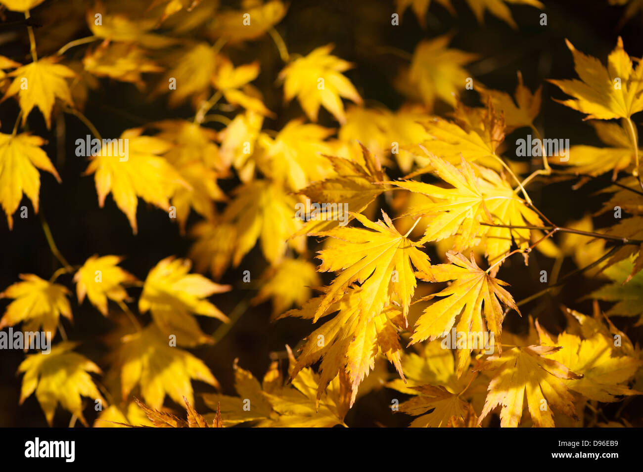 Acer palmatum 'Mirte', Japanese Maple, in autumn Stock Photo - Alamy