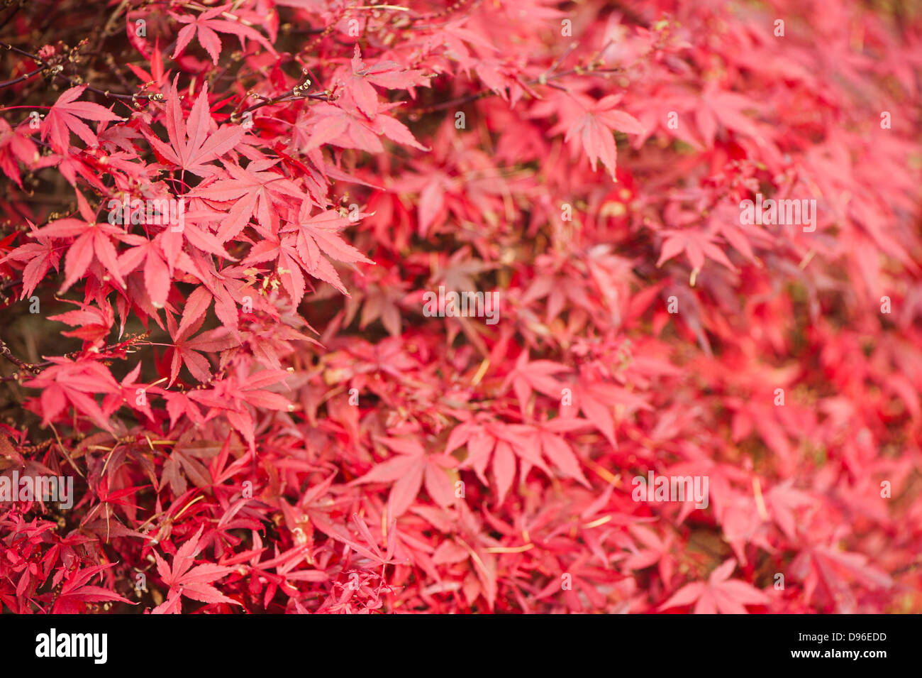 Acer palmatum 'Englishtown', Japanese Maple, in autumn Stock Photo - Alamy