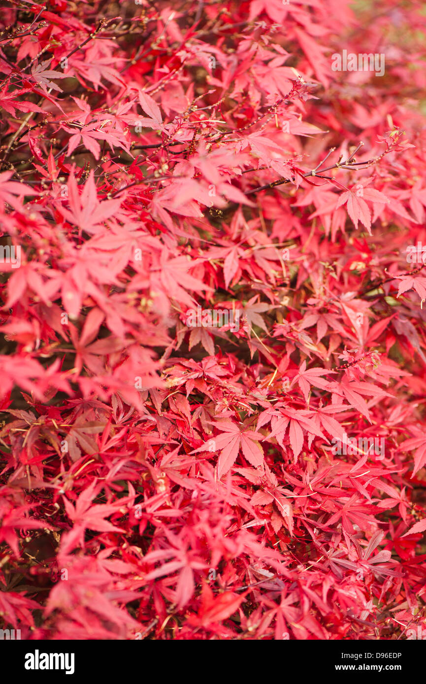Acer palmatum 'Englishtown'. Japanese Maple, in autumn Stock Photo - Alamy