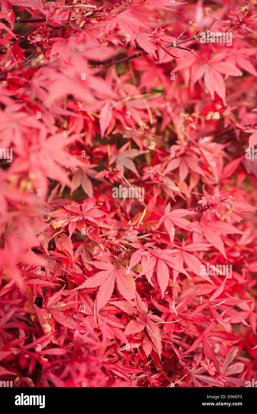 Acer palmatum 'Englishtown'. Japanese Maple, in autumn Stock Photo - Alamy