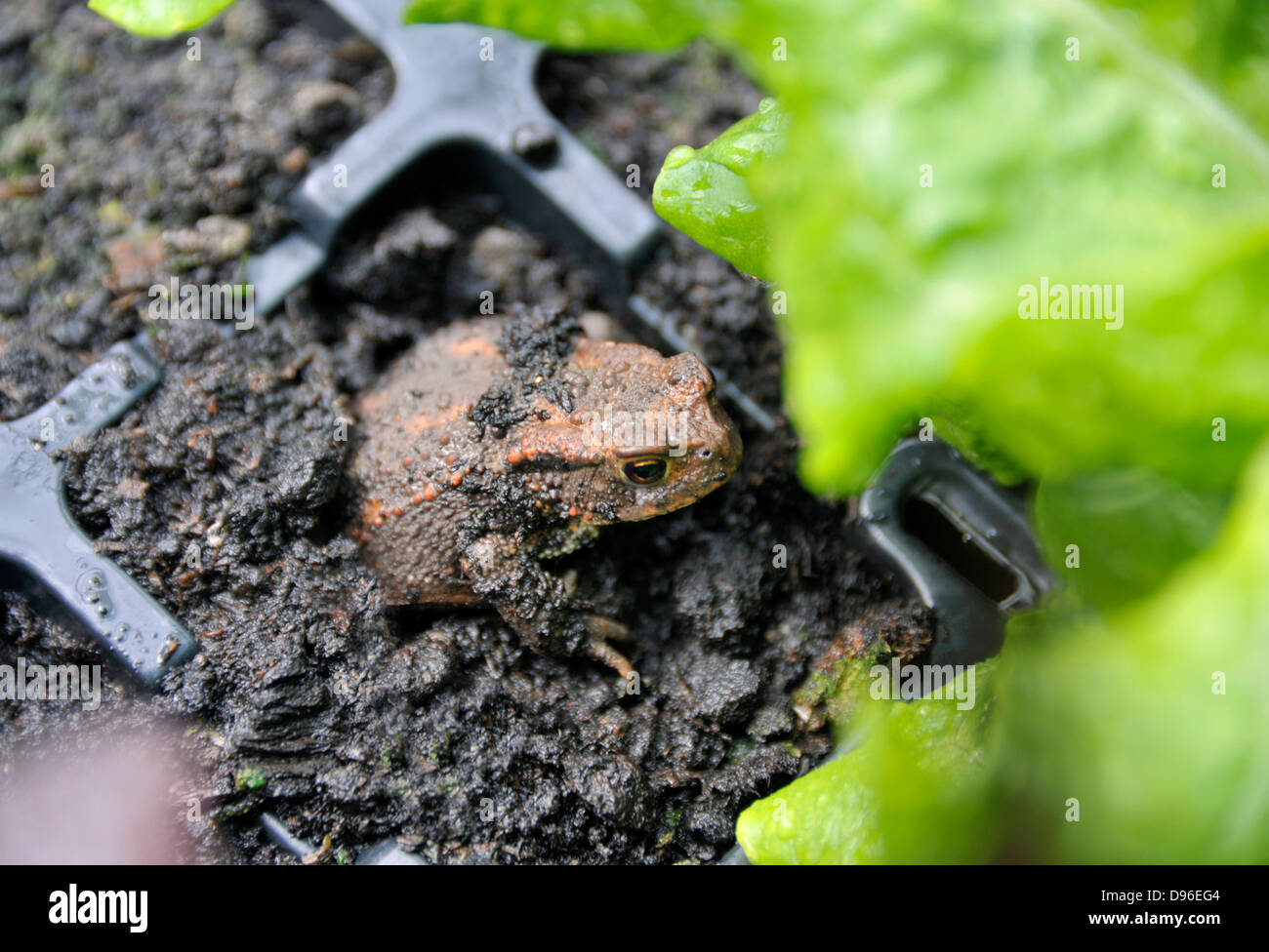 Common toad or European toad in a garden plant tray Stock Photo - Alamy